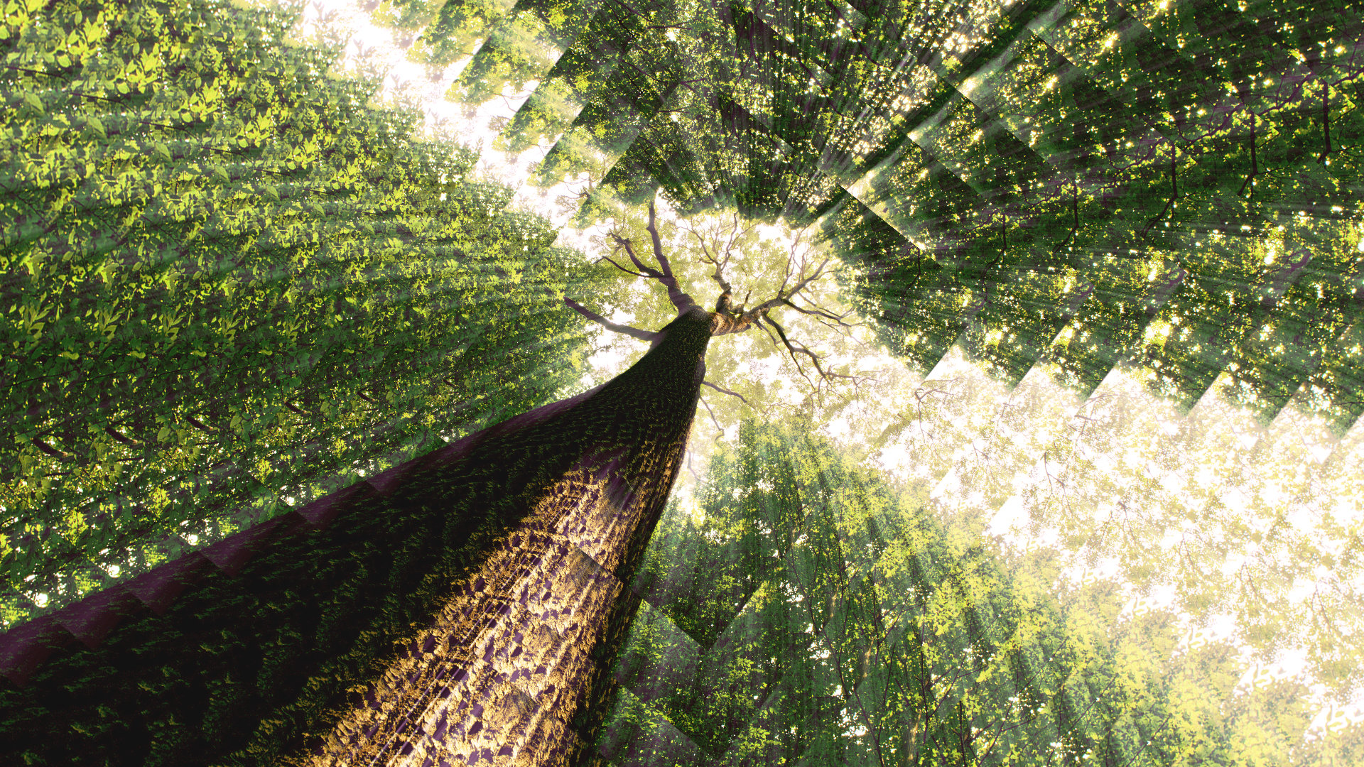 What’s in a tree: how effective is carbon offsetting? | Modus | RICS